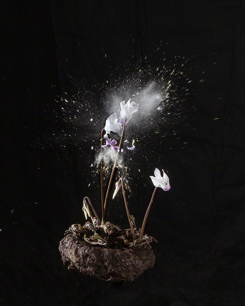 Wow! Beauty Explodes! | Ori Gersht | The Armory Show | BeautifulNow