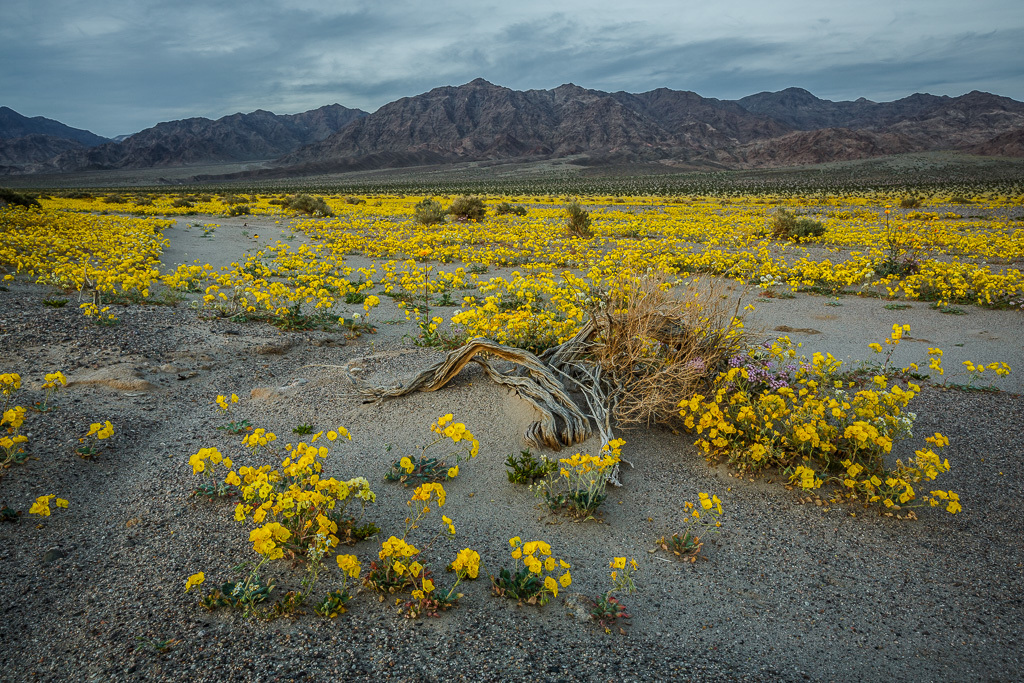 Beautiful Blossom Bonanza! | California Superbloom | BeautifulNow