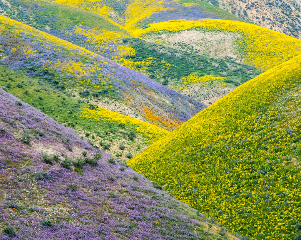 Beautiful Blossom Bonanza! | California Superbloom | BeautifulNow