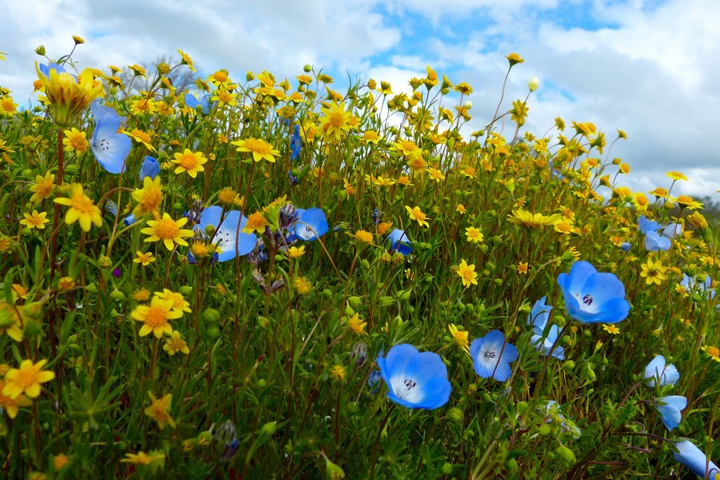 Beautiful Blossom Bonanza! | California Superbloom | BeautifulNow