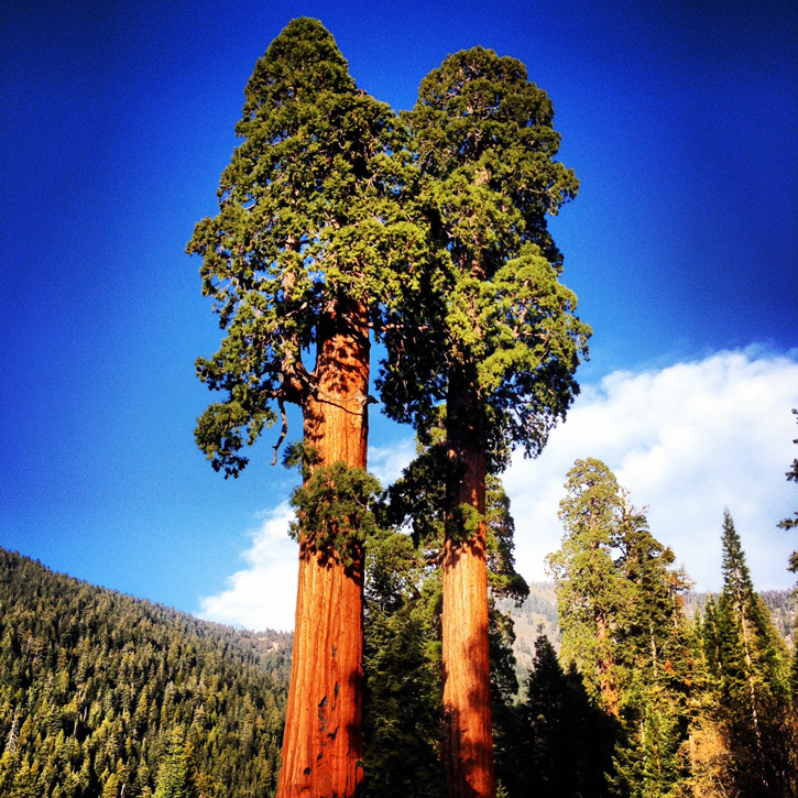 New Ancient Tree Forests Can Save Us! | BeautifulNow