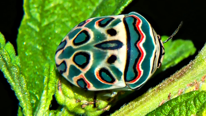 Evolution Revolution | New Tree of Life | BeautifulNow