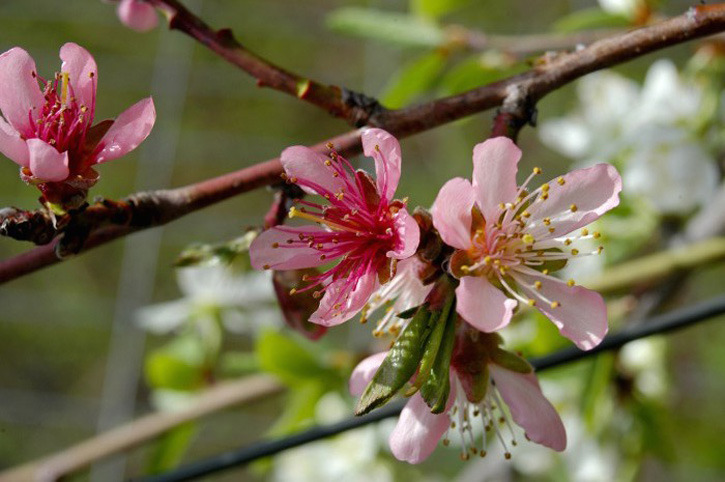 Amazing Tree Grows 40 Different Fruits! | BeautifulNow