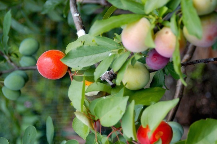 Amazing Tree Grows 40 Different Fruits! | BeautifulNow
