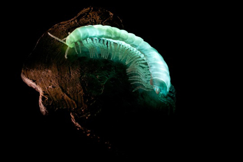 These Creatures Make Their Own Blue Light! | New Discoveries| BeautifulNow