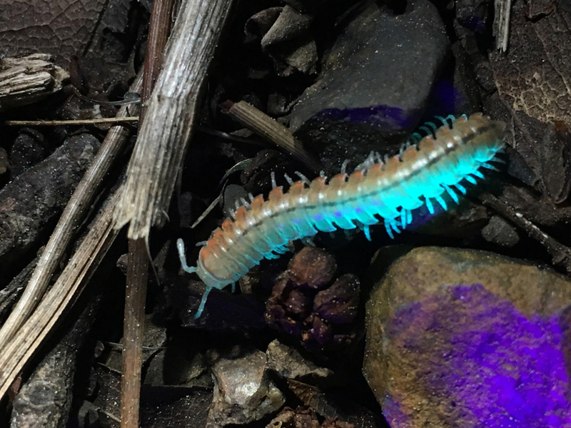 These Creatures Make Their Own Blue Light! | New Discoveries| BeautifulNow