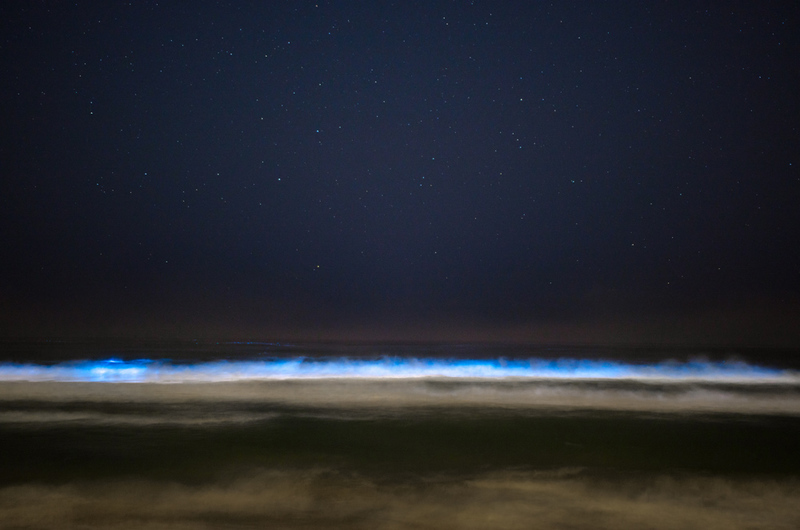 These Creatures Make Their Own Blue Light! | New Discoveries| BeautifulNow