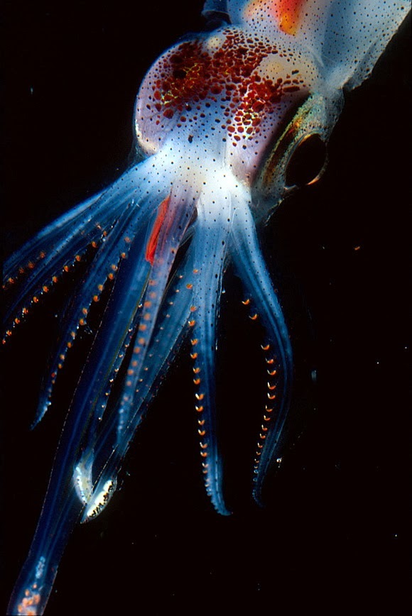 These Creatures Make Their Own Blue Light! | New Discoveries| BeautifulNow