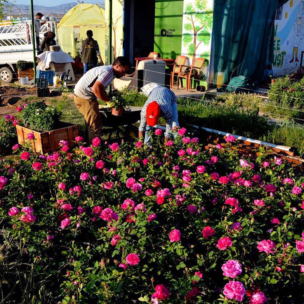 These Gardens Grow Hope & Save Souls | Lemon Tree Trust | BeautifulNow