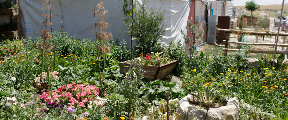 These Gardens Grow Hope & Save Souls | Lemon Tree Trust | BeautifulNow