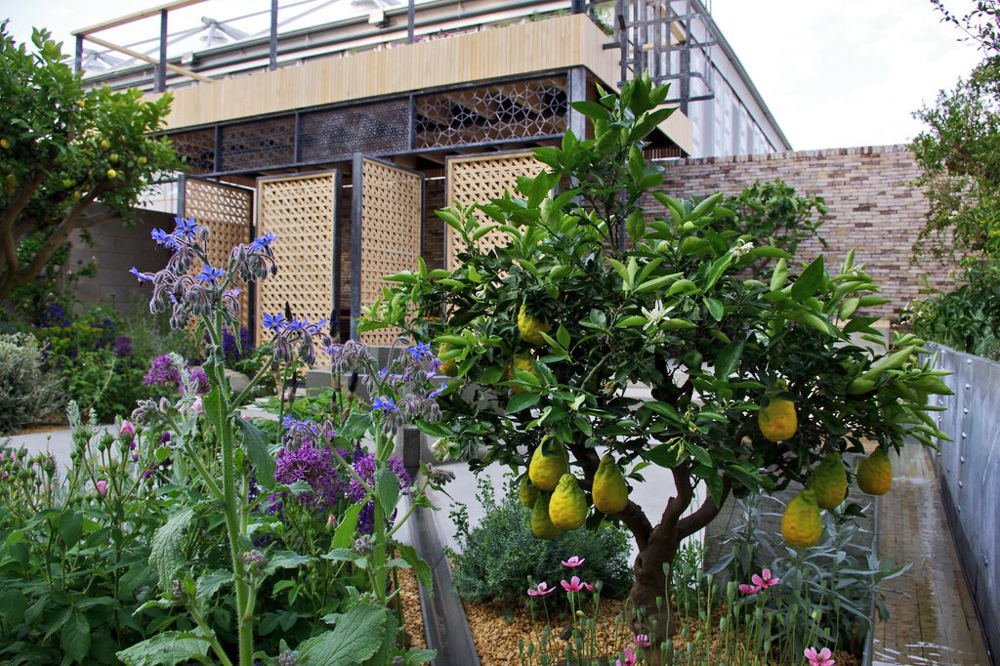 These Gardens Grow Hope & Save Souls | Lemon Tree Trust | BeautifulNow
