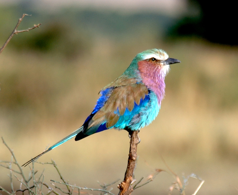 Most Beautiful Bird Trips! | Kenya | BeautifulNow