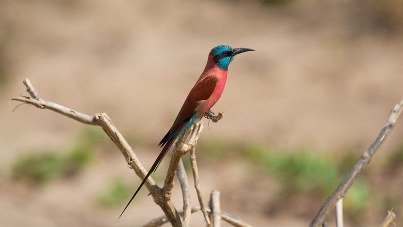 Most Beautiful Bird Trips! | Kenya | BeautifulNow