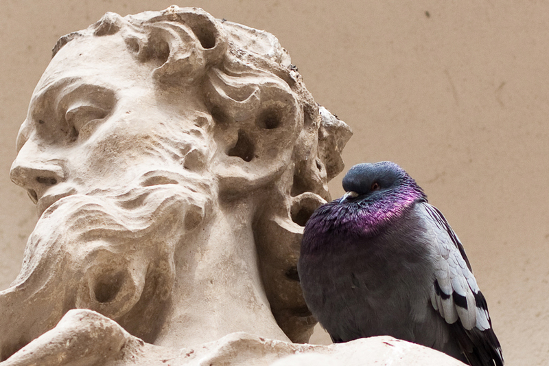 The Beauty of Bird Brains | New Study | BeautifulNow