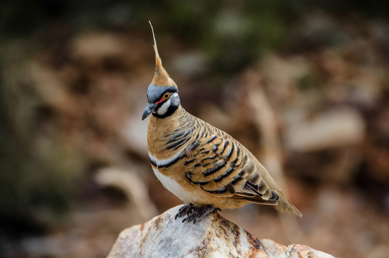 The Beauty of Bird Brains | New Study | BeautifulNow