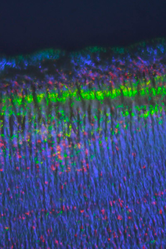 Paint Like a Peacock | Iridescent Bio-Paint | BeautifulNow