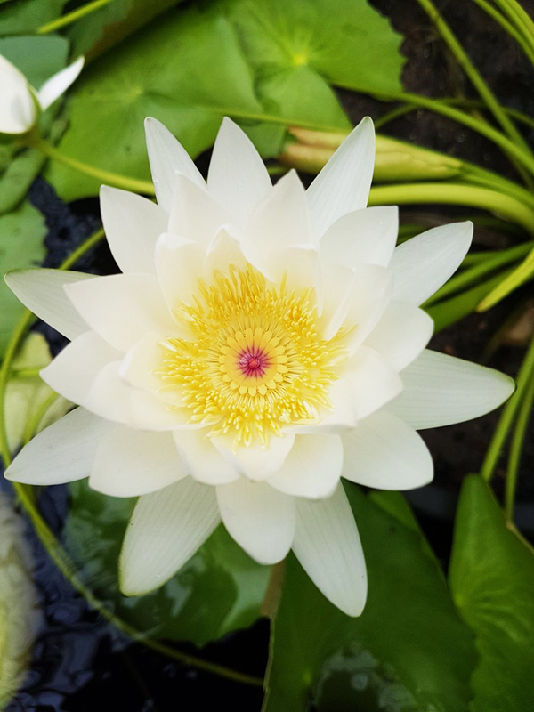 Planet Savior | Carlos Magdalena | Plant Messiah | BeautifulNow