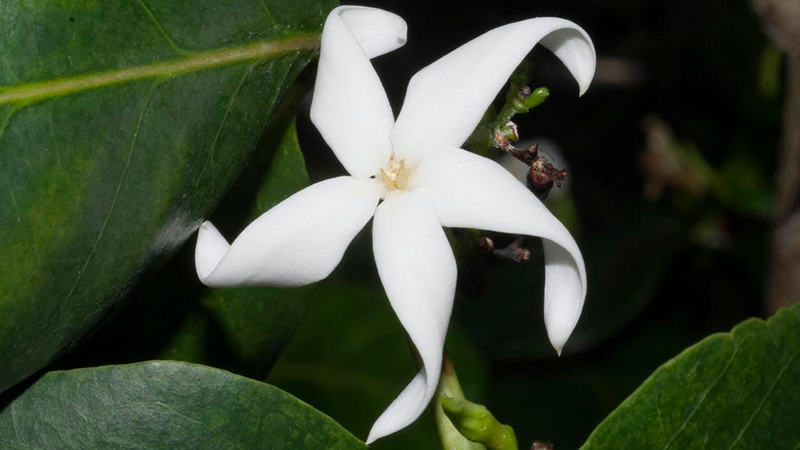 Planet Savior | Carlos Magdalena | Plant Messiah | BeautifulNow