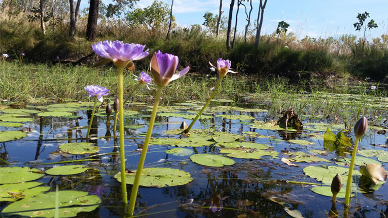 Planet Savior | Carlos Magdalena | Plant Messiah | BeautifulNow