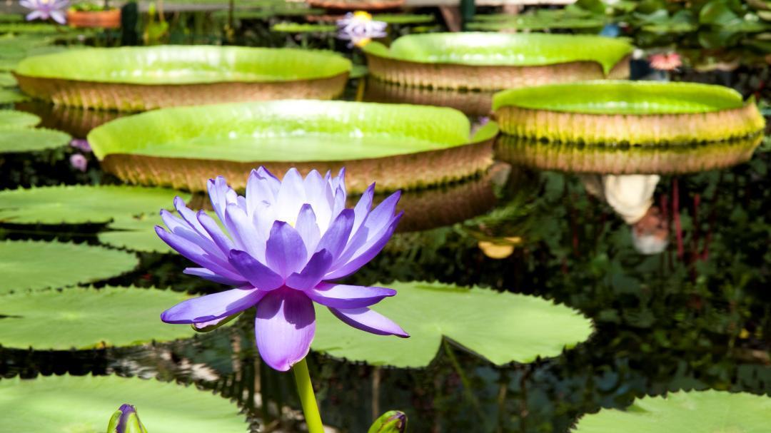 Planet Savior | Carlos Magdalena | Plant Messiah | BeautifulNow