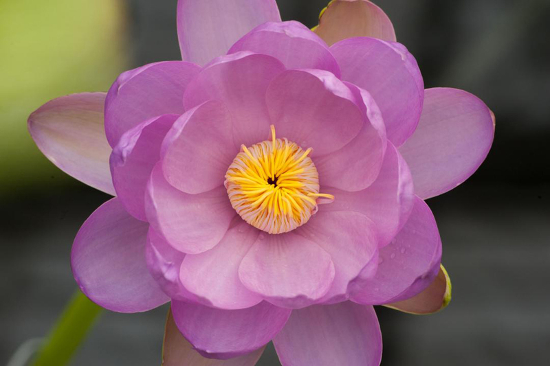 Planet Savior | Carlos Magdalena | Plant Messiah | BeautifulNow