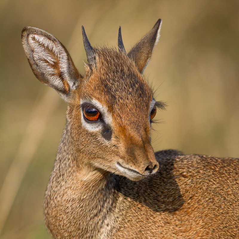Wild Eyes are Windows to Wild Souls | Mogens Trolle Portraits ...