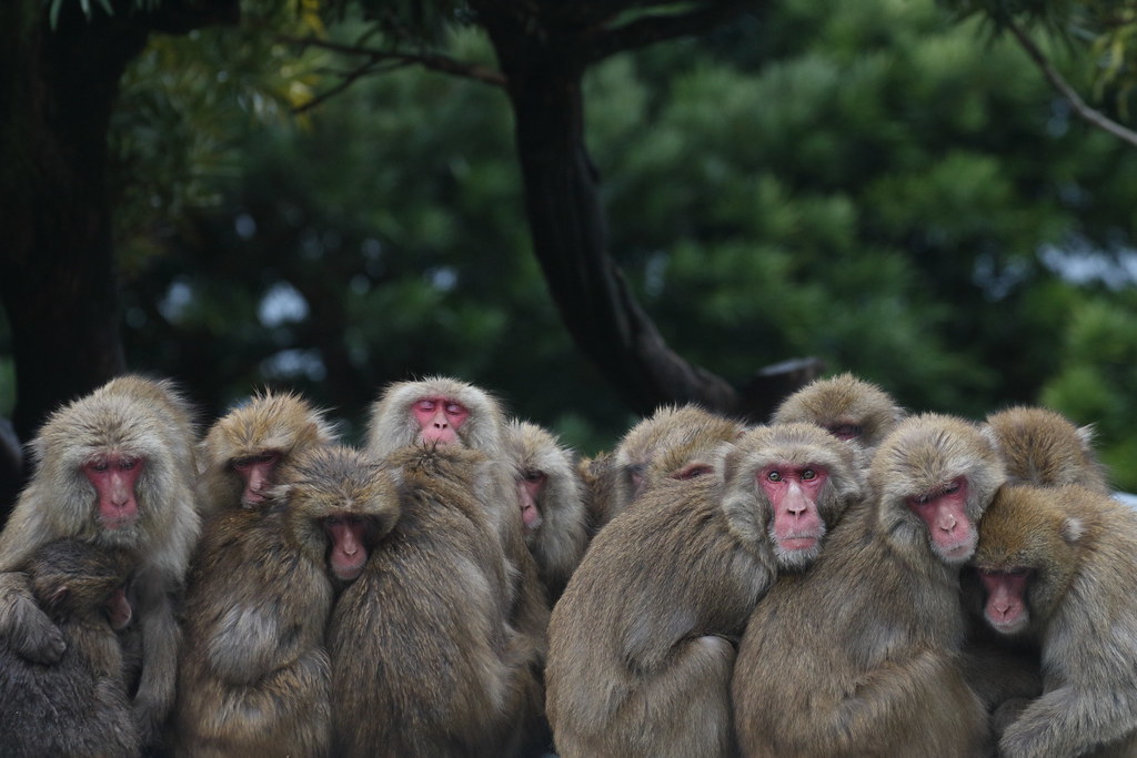 Beautiful Relatives! | Snow Monkey Portraits | Masashi Mochida ...