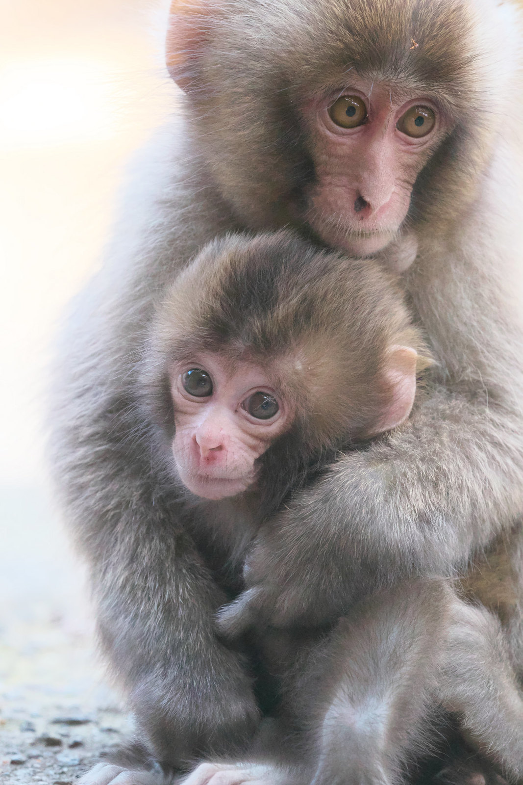Beautiful Relatives! | Snow Monkey Portraits | Masashi Mochida ...