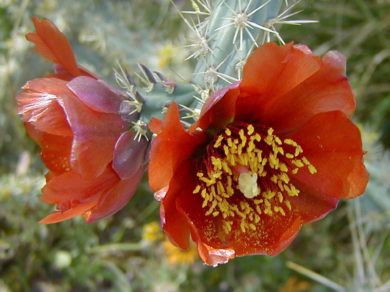 Beautiful wild beach & desert edibles! | BeautifulNow