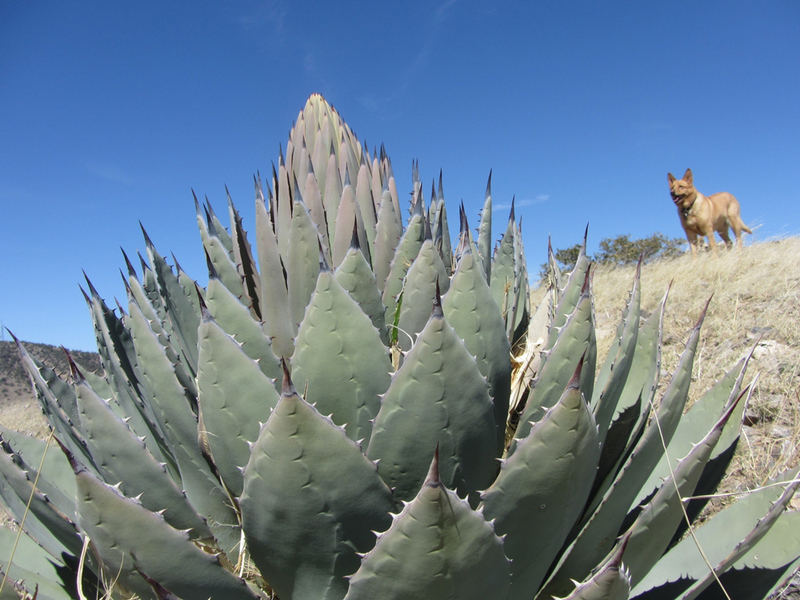 Beautiful wild beach & desert edibles! | BeautifulNow