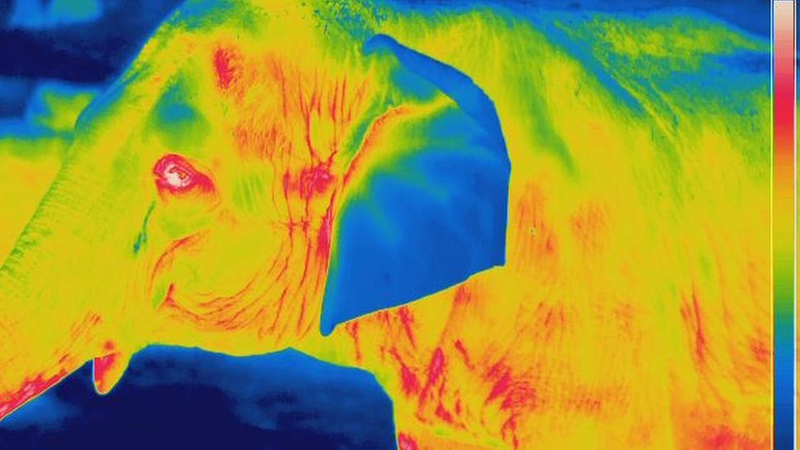 Animals rock surprising rainbow colors | BeautifulNow