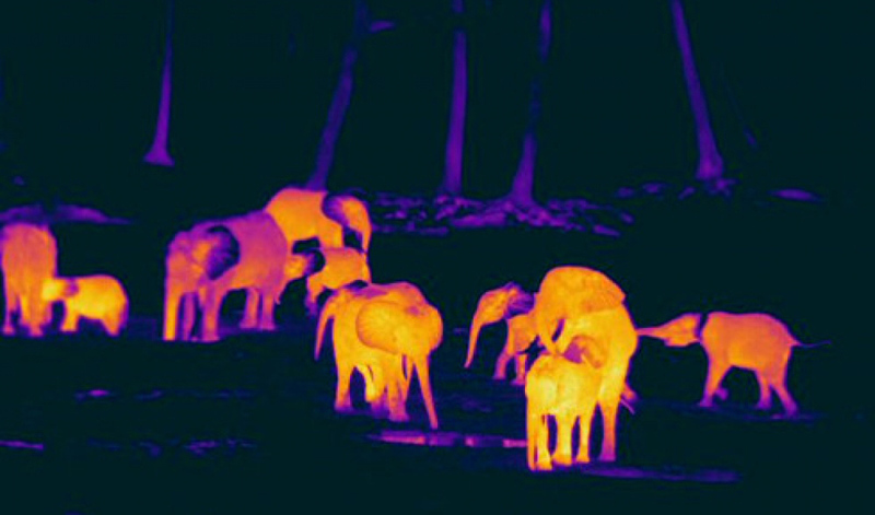 Animals rock surprising rainbow colors | BeautifulNow