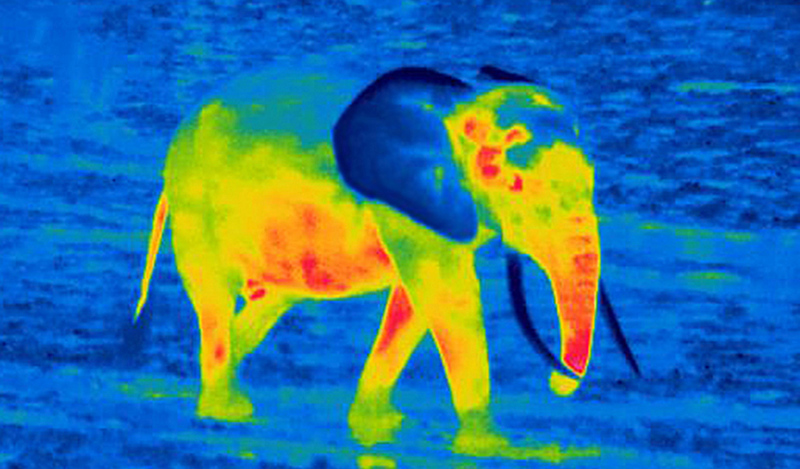 Animals rock surprising rainbow colors | BeautifulNow