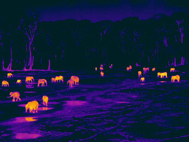 Animals rock surprising rainbow colors | BeautifulNow