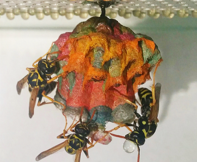 Animals rock surprising rainbow colors | BeautifulNow