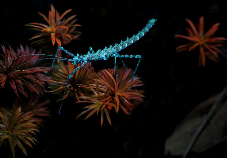 Ultra Violet Light Photos of Exotic Creatures | Paul Bertner | BeautifulNow