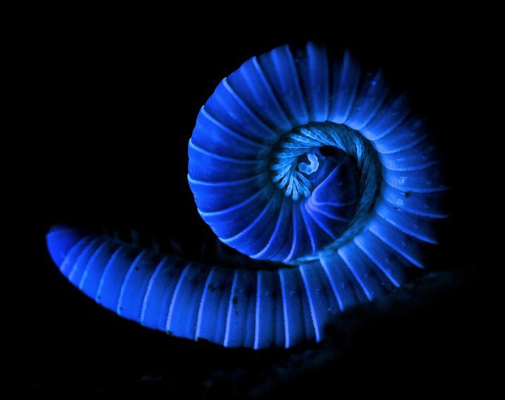 Ultra Violet Light Photos of Exotic Creatures | Paul Bertner | BeautifulNow