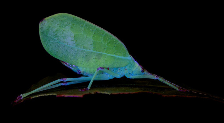 Ultra Violet Light Photos of Exotic Creatures | Paul Bertner | BeautifulNow