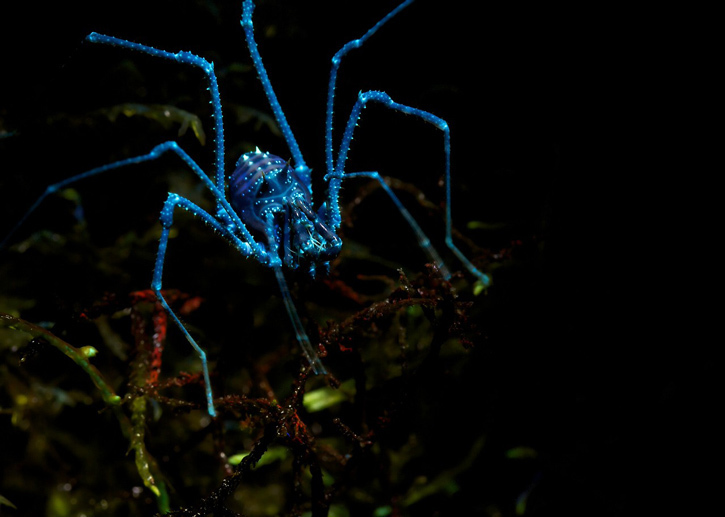 Ultra Violet Light Photos of Exotic Creatures | Paul Bertner | BeautifulNow