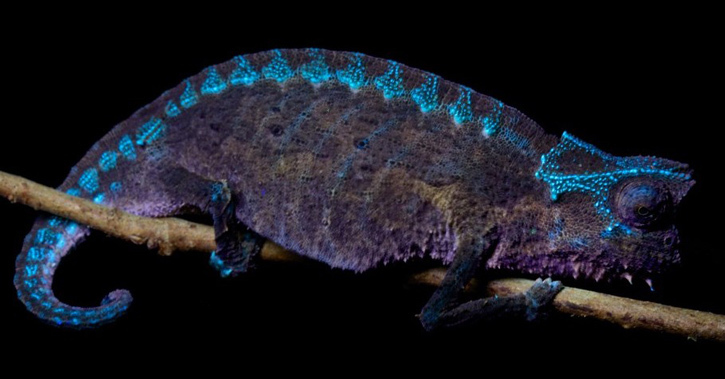 Ultra Violet Light Photos of Exotic Creatures | Paul Bertner | BeautifulNow