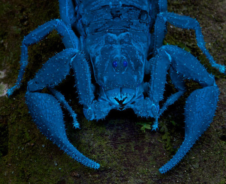 Ultra Violet Light Photos of Exotic Creatures | Paul Bertner | BeautifulNow