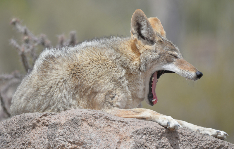 Cartoon coyote & roadrunner = LOL. They’re beautiful IRL. | BeautifulNow