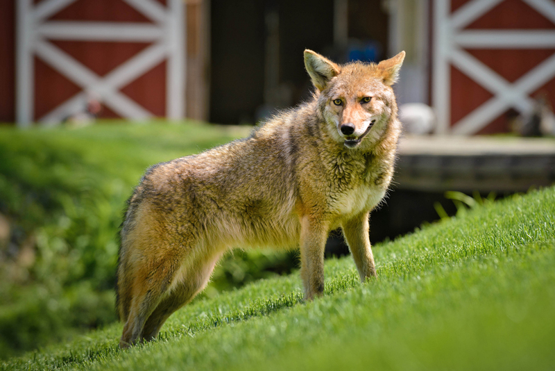 Cartoon coyote & roadrunner = LOL. They’re beautiful IRL. | BeautifulNow