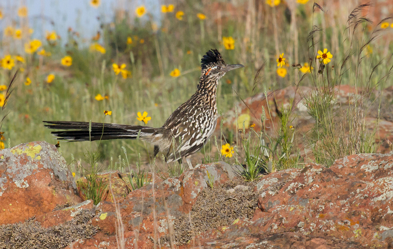 Cartoon coyote & roadrunner = LOL. They’re beautiful IRL. | BeautifulNow