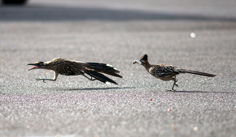 Cartoon coyote & roadrunner = LOL. They’re beautiful IRL. | BeautifulNow