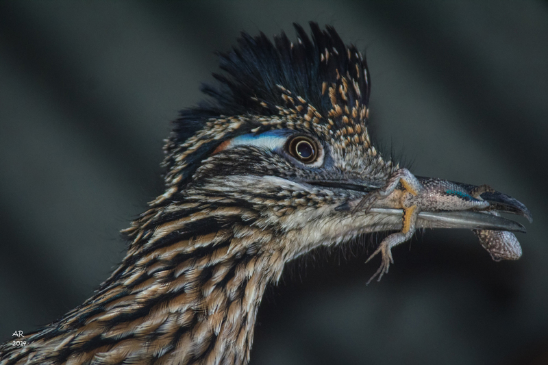 Cartoon coyote & roadrunner = LOL. They’re beautiful IRL. | BeautifulNow