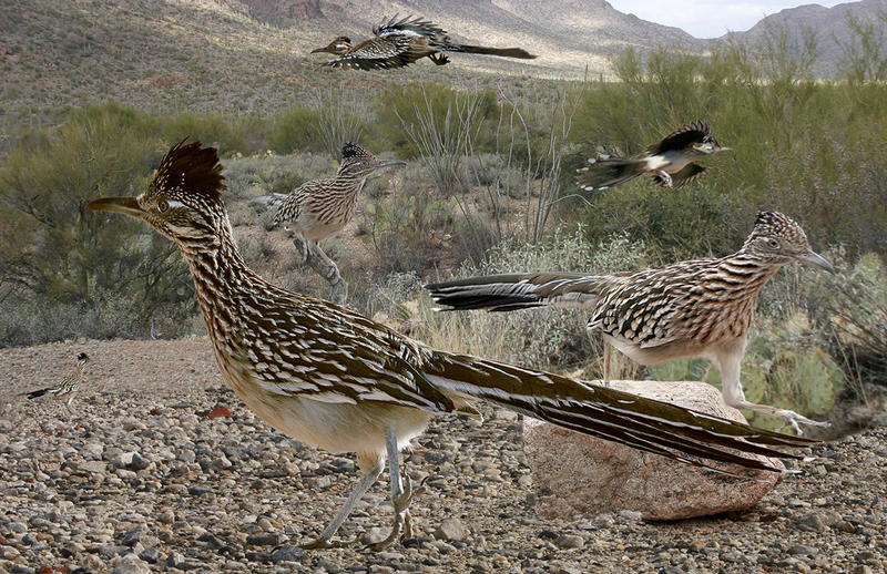 Cartoon coyote & roadrunner = LOL. They’re beautiful IRL. | BeautifulNow