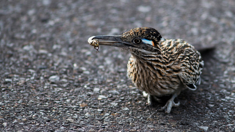 Cartoon coyote & roadrunner = LOL. They’re beautiful IRL. | BeautifulNow