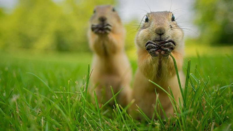 Comedy goes wild! See BN faves! | Comedy Wildlife Photos | BeautifulNow