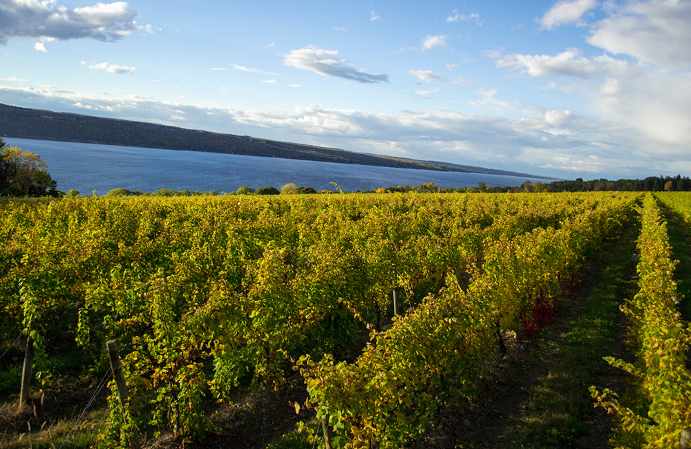 Glorious Finger Lakes Wines | What to Drink Now | BeautifulNow